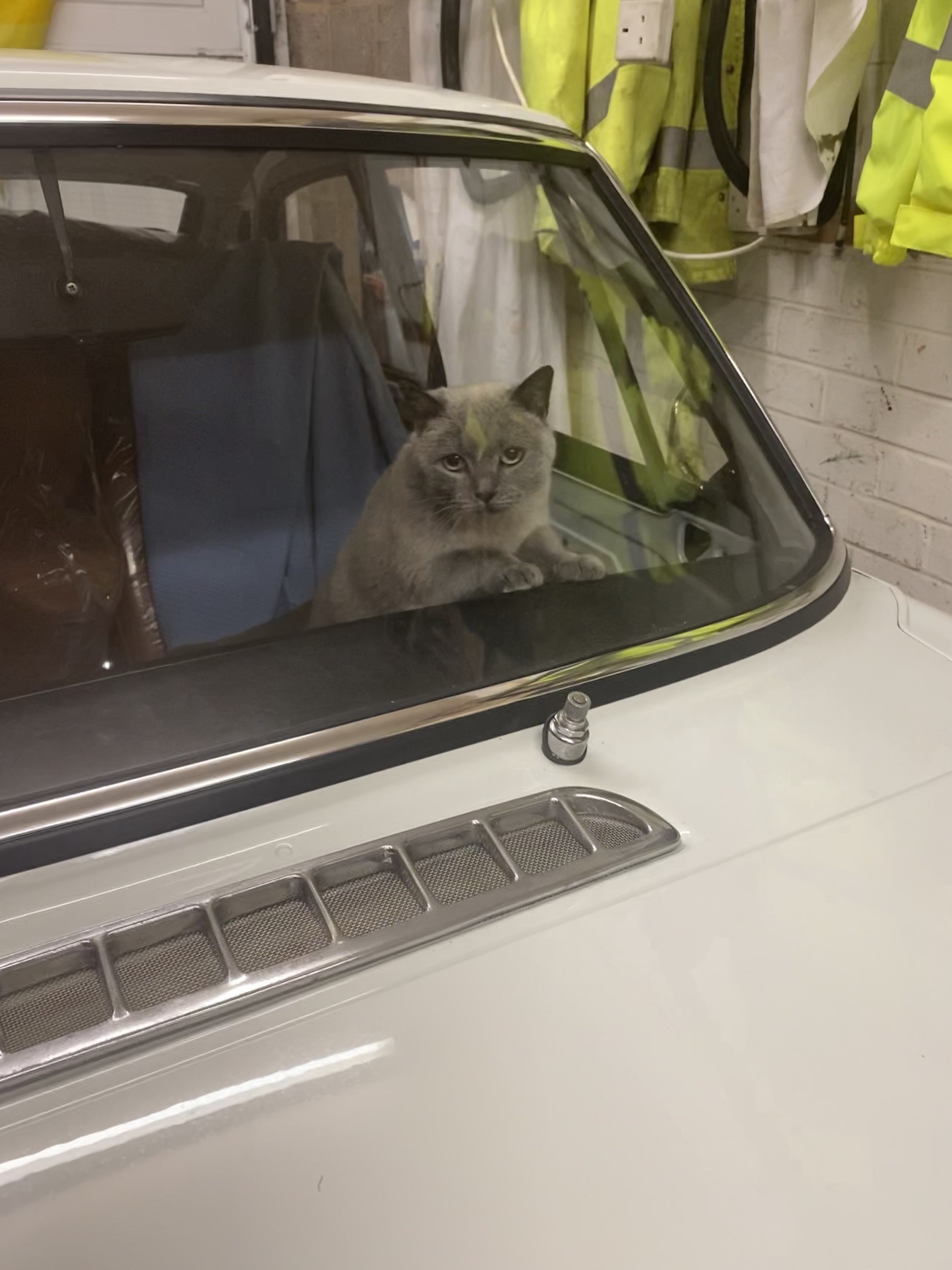 28 Apr 20 Daft cat – MGB-GT Restoration